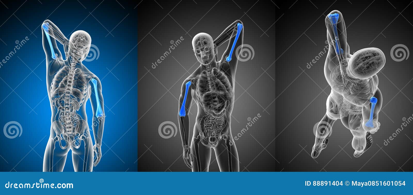 Humerus Bone Labeled Vector Illustration Diagram | CartoonDealer.com ...