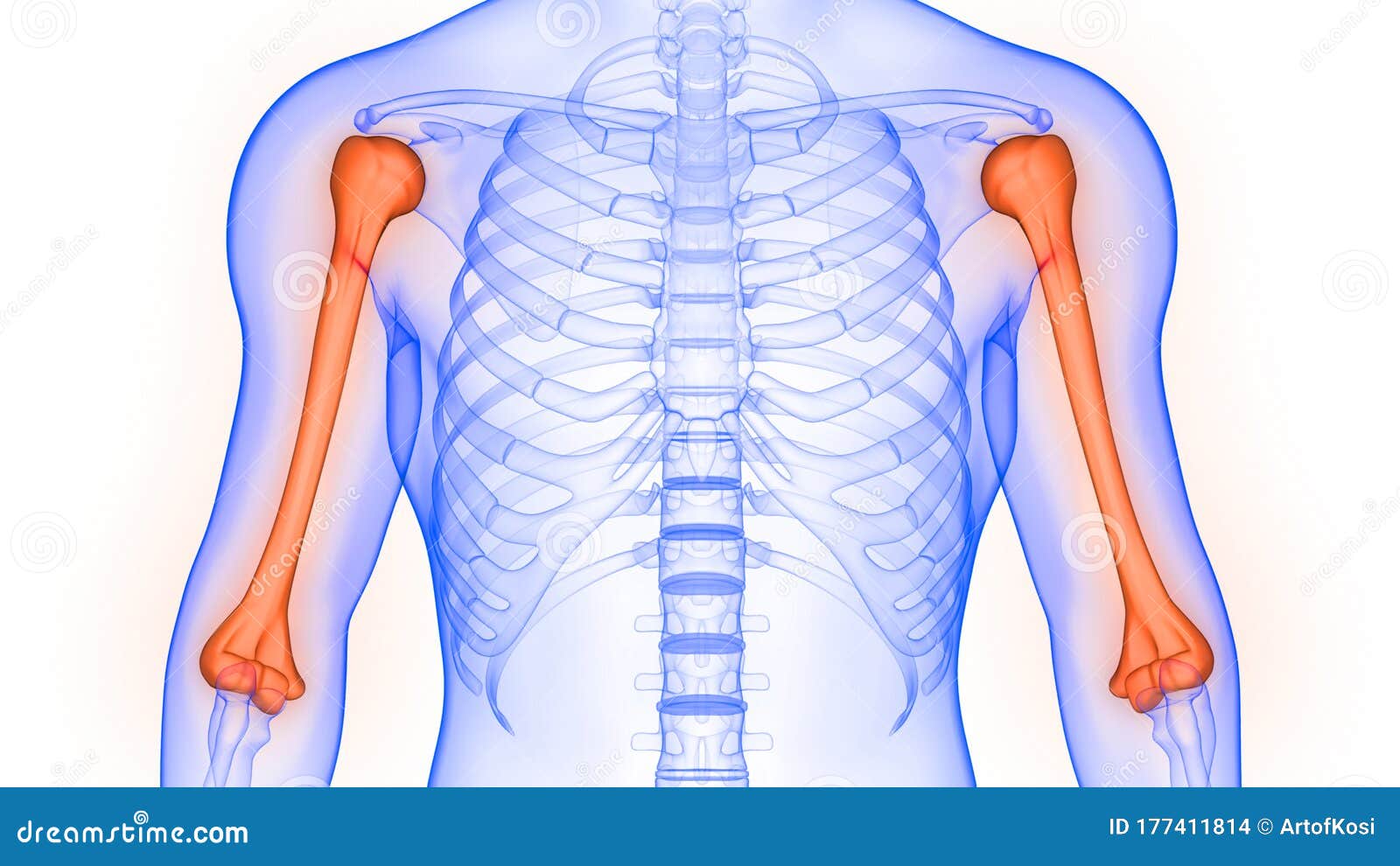 Humerus Bone Joints of Human Skeleton System Anatomy Lateral View Stock ...