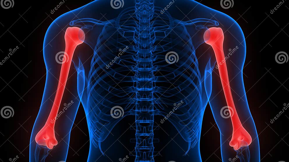 Humerus Bone Joints of Human Skeleton System Anatomy X-ray 3D Rendering ...