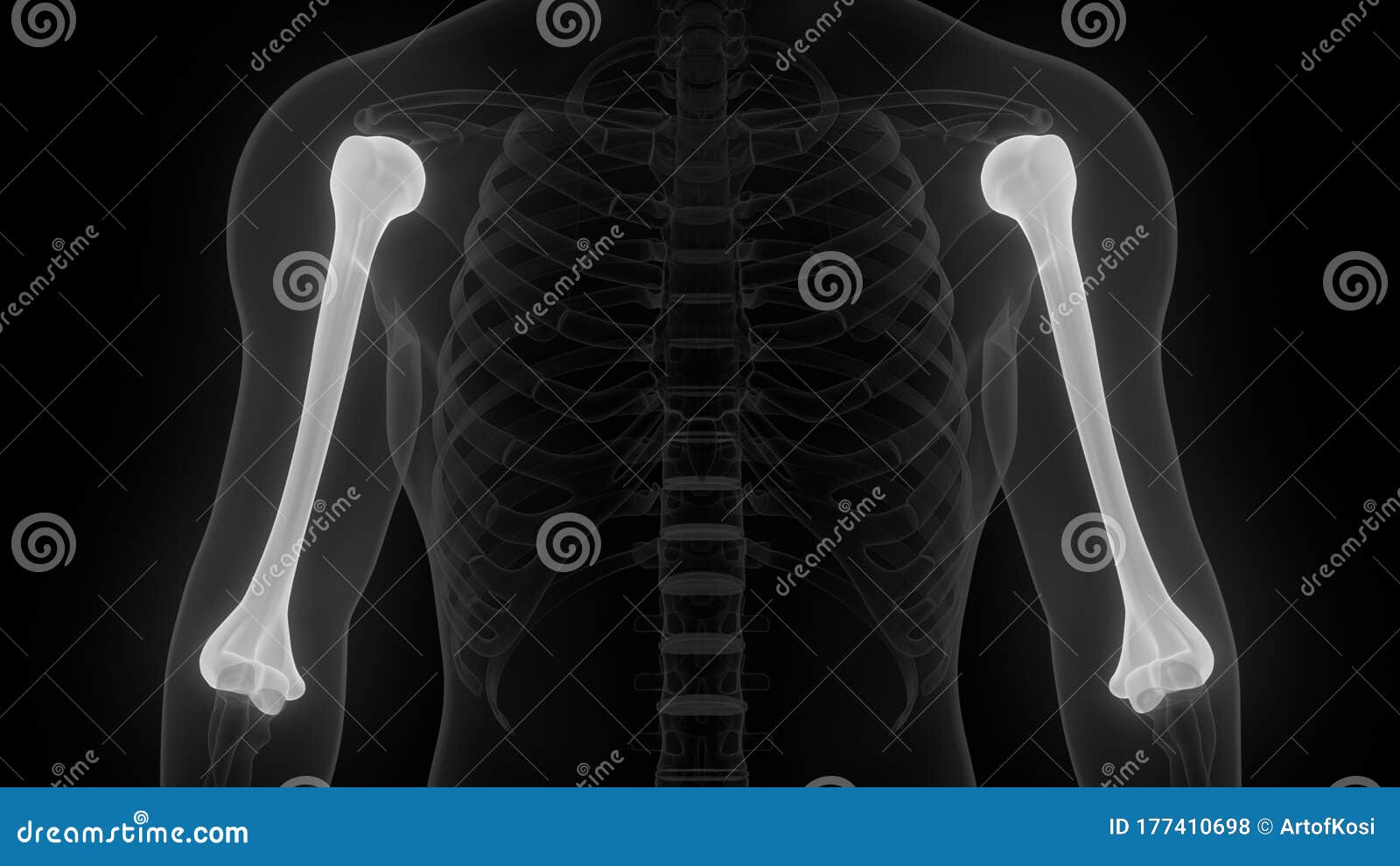Humerus Bone Joints Of Human Skeleton System Anatomy X-ray 3D Rendering ...