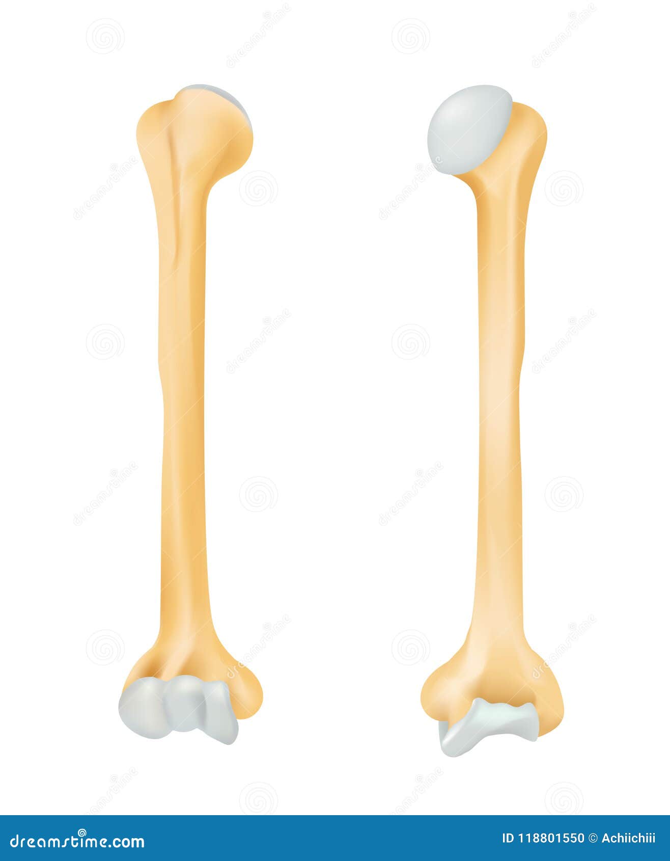 The humerus bone stock vector. Illustration of humerus - 118801550