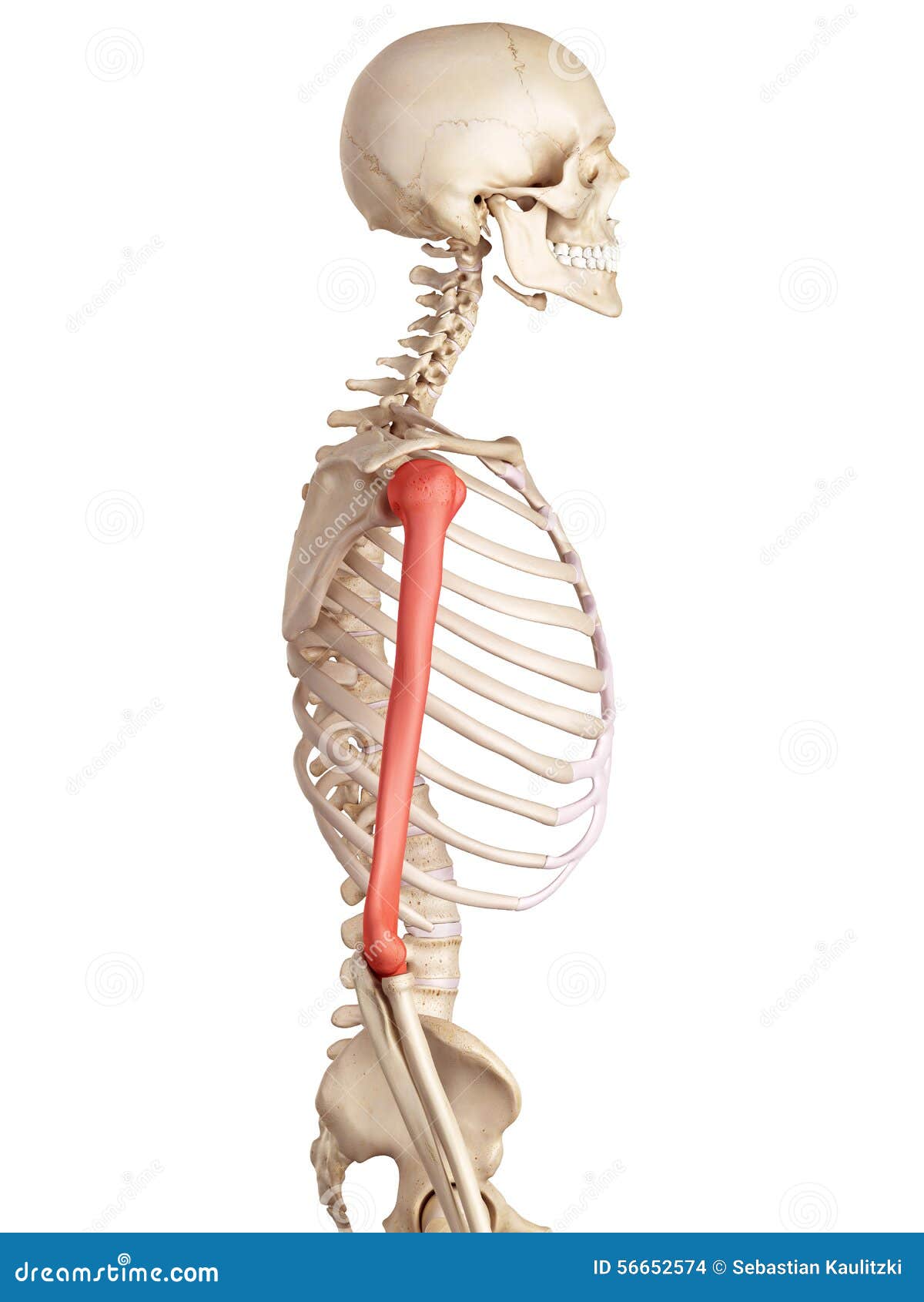 Humerus Bone Labeled Vector Illustration Diagram | CartoonDealer.com ...