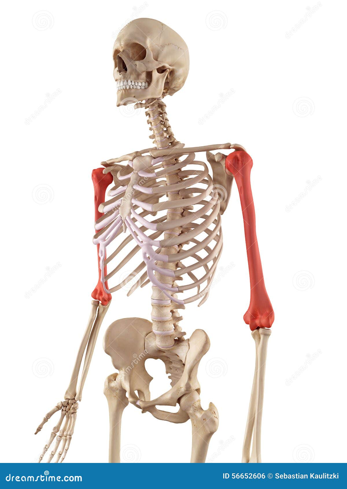 Humerus Bone Labeled Vector Illustration Diagram | CartoonDealer.com ...