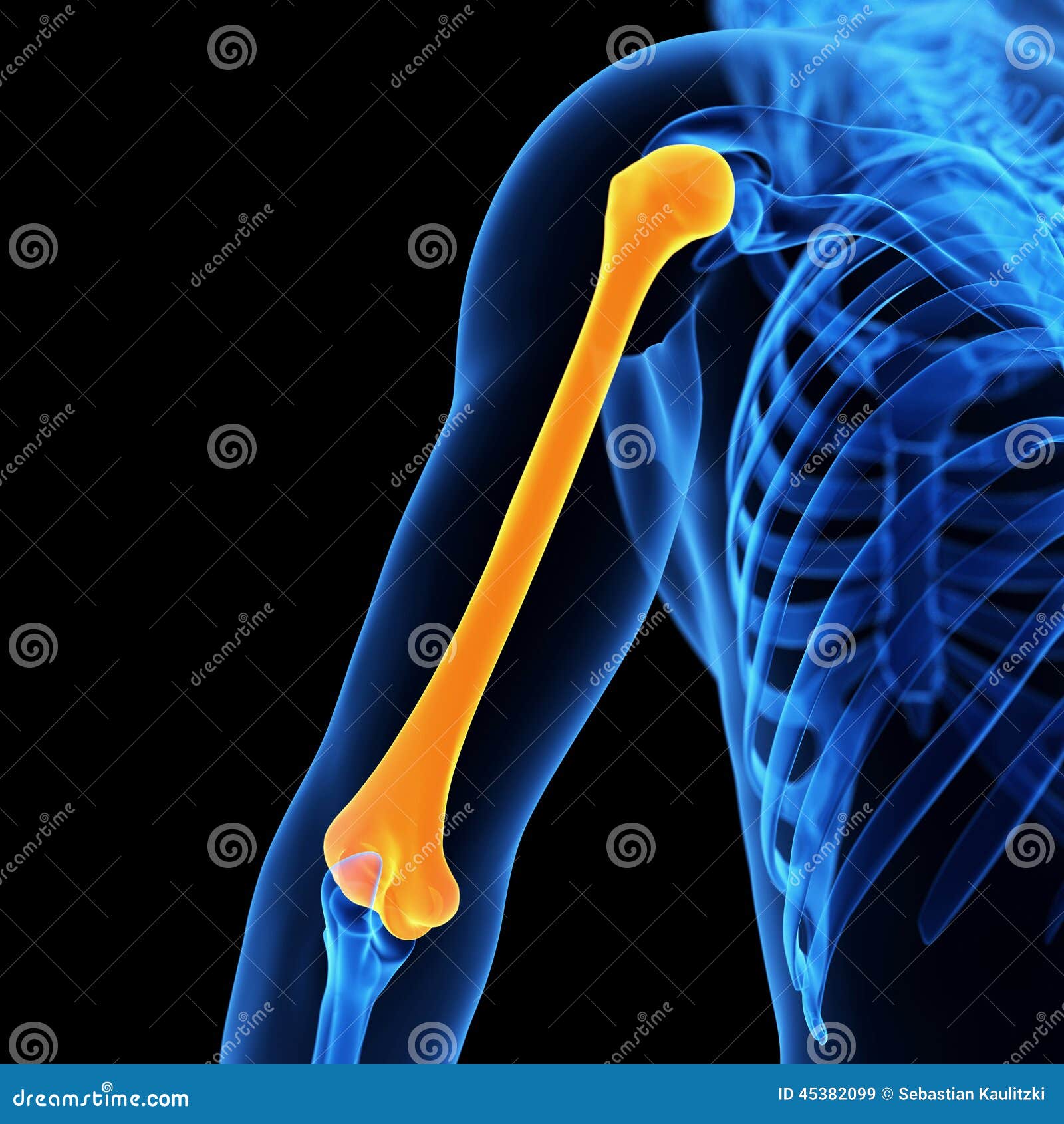 The humerus bone stock illustration. Illustration of skeleton - 45382099
