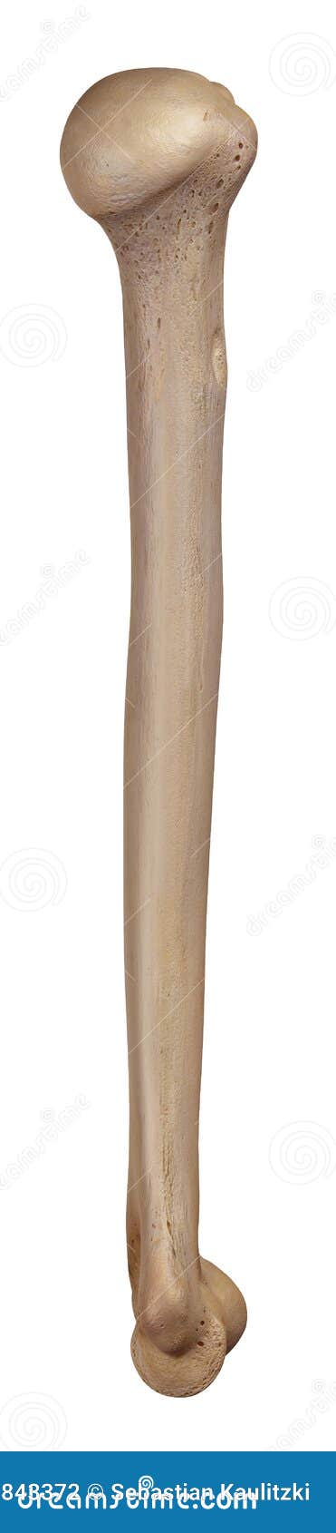 Humerus Cartoons, Illustrations & Vector Stock Images - 3844 Pictures ...
