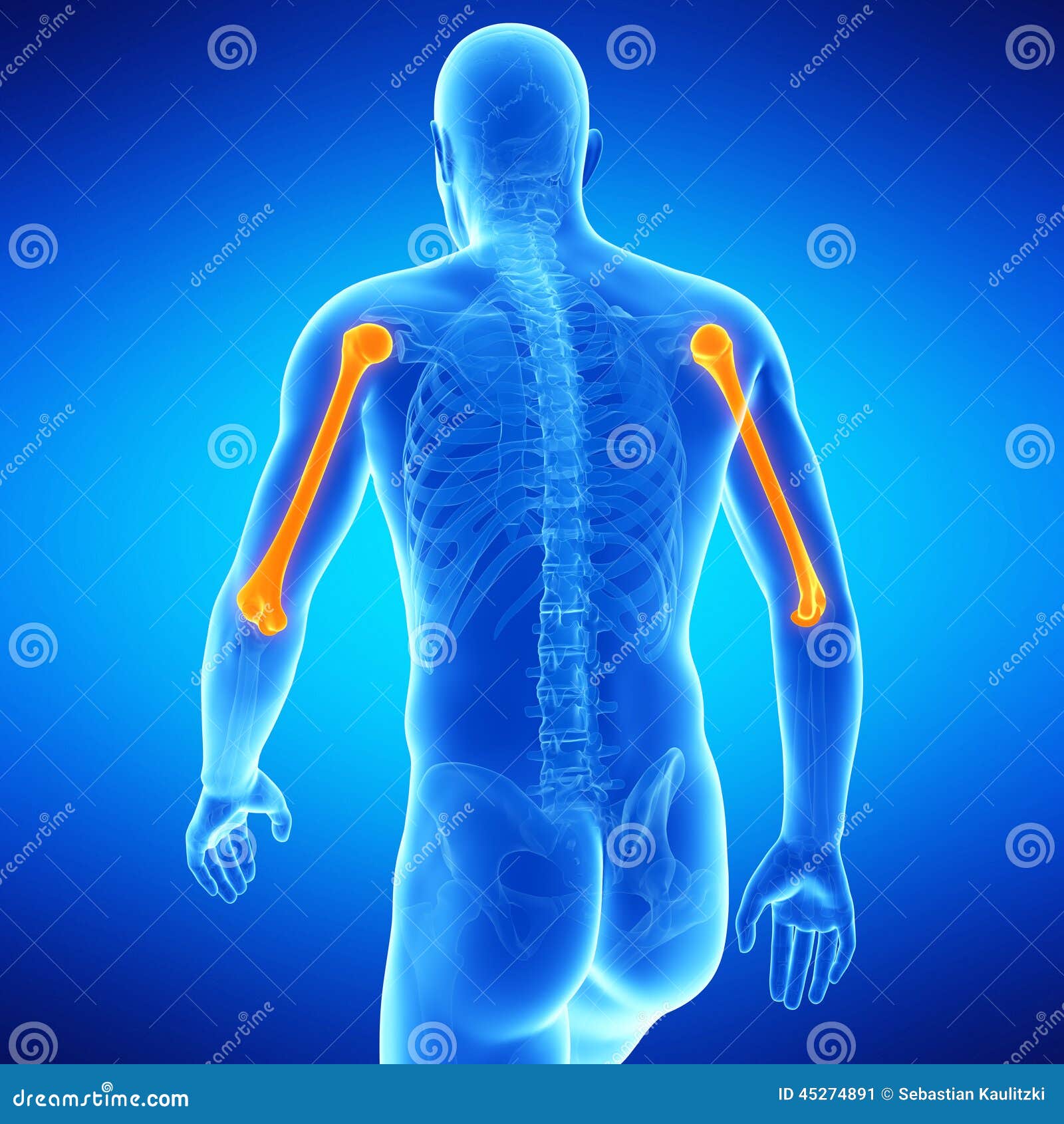 The humerus bones stock illustration. Illustration of medical - 45274891
