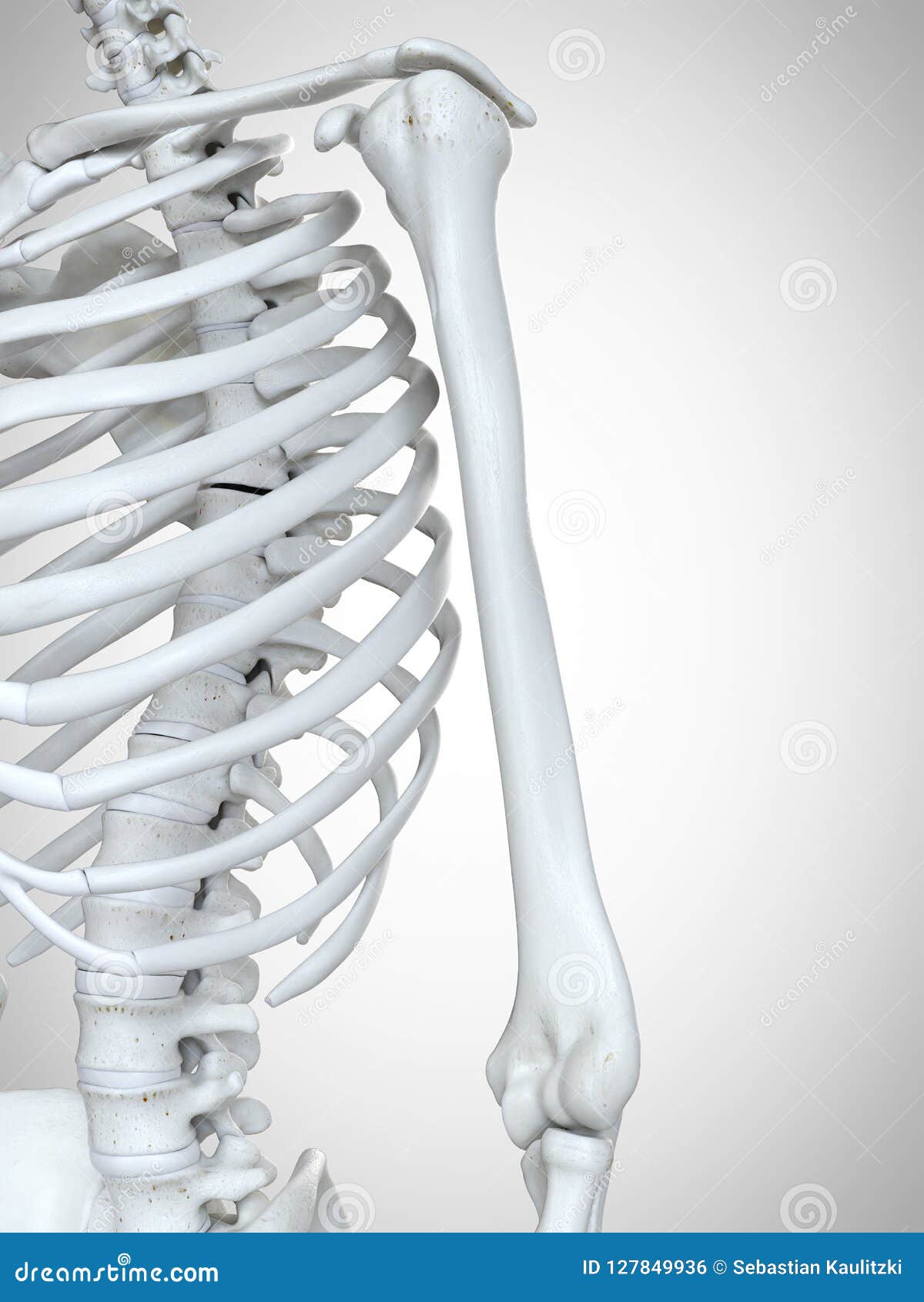 The humerus stock illustration. Illustration of health - 127849936