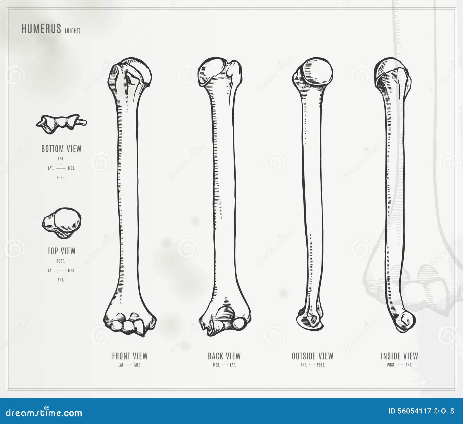 Humerus stock vector. Illustration of vintage, front - 56054117