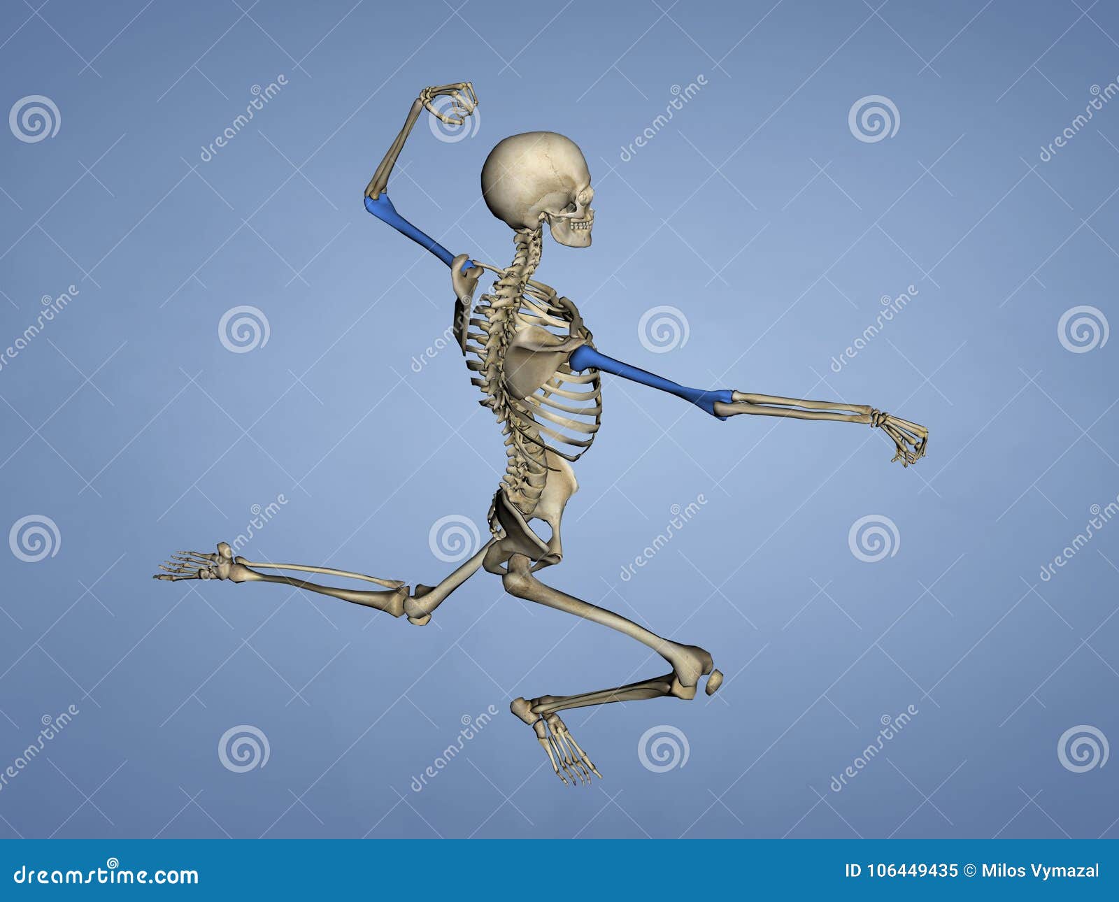 Humerus M-SKEL-HUMERUS Sk-9, 3D Model Stock Illustration - Illustration ...