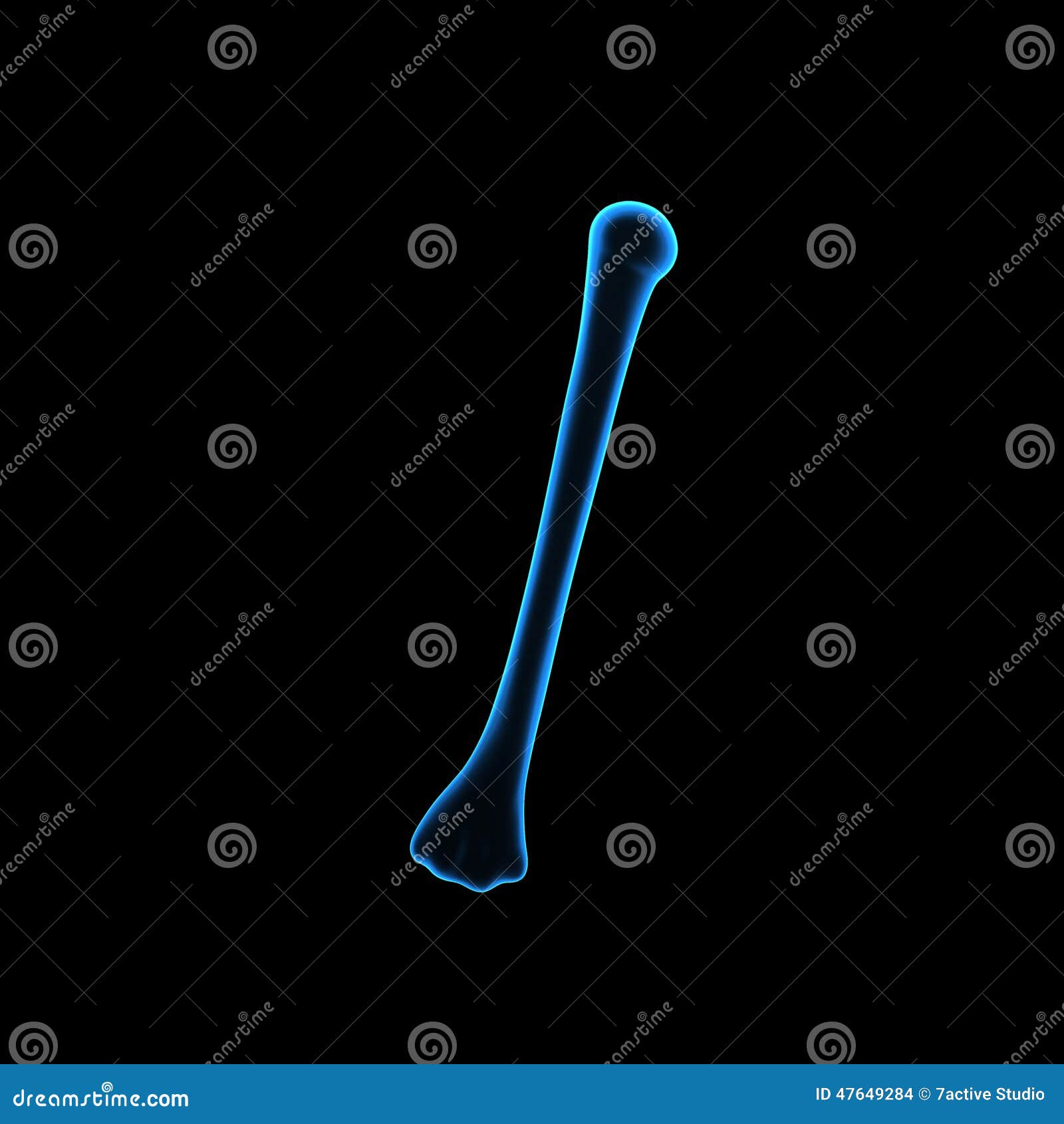 Humerus stock illustration. Illustration of anatomy, physiology - 47649284