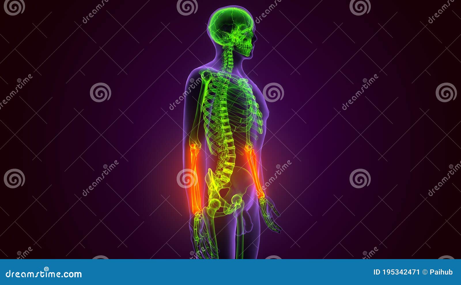 Humeral Upper Extremity - Long Bone In The Arm. Part Of Human Skeleton ...