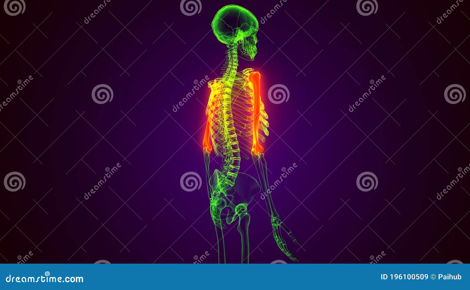 3d Render of Human Skeleton Humerus Bone Anatomy Stock Illustration ...