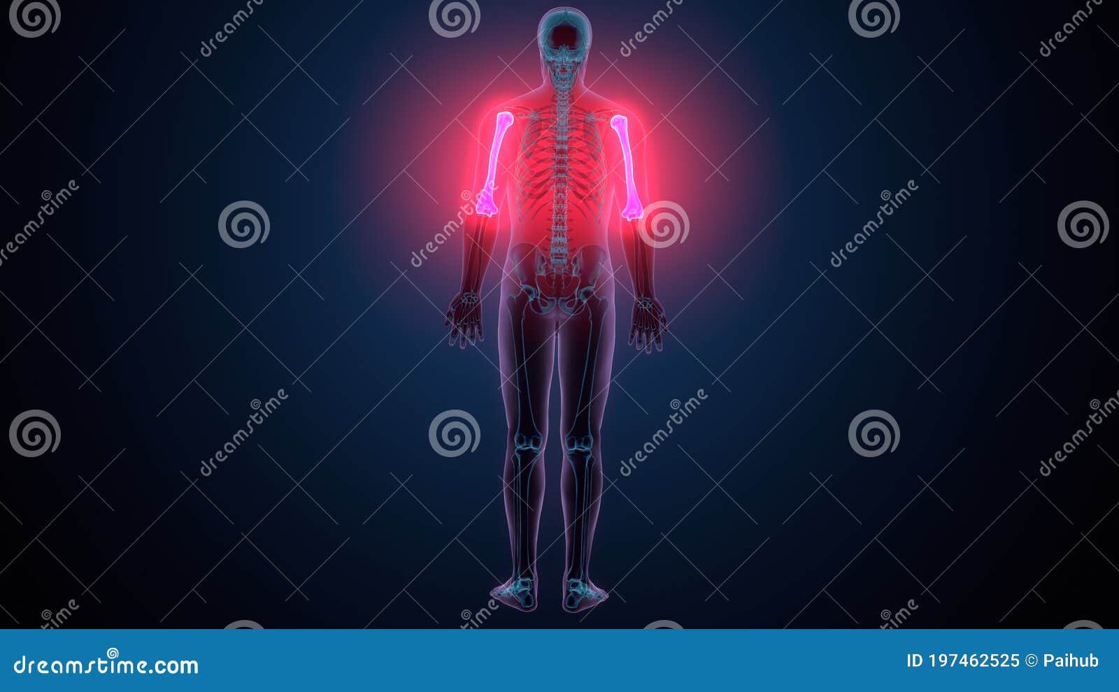 3d Render of Human Body Humerus Bone Anatomy Stock Illustration ...