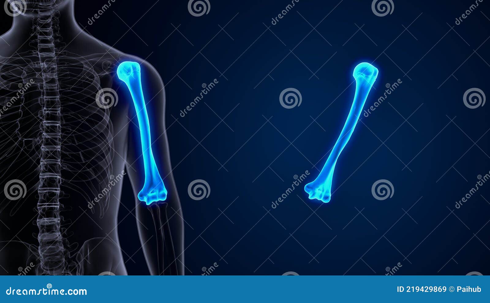 3d Illustration of Human Skeleton Anatomy Humerus Bone Stock ...