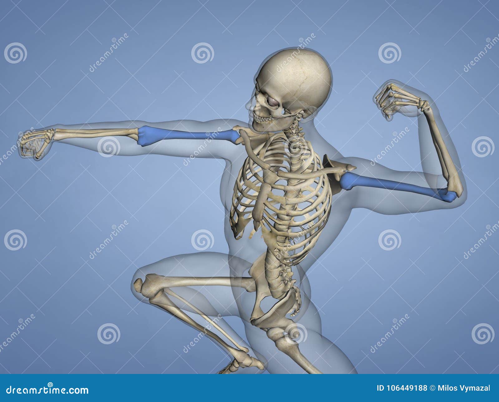 Humerus M-SKEL-HUMERUS 4, 3D Model Stock Illustration - Illustration of ...