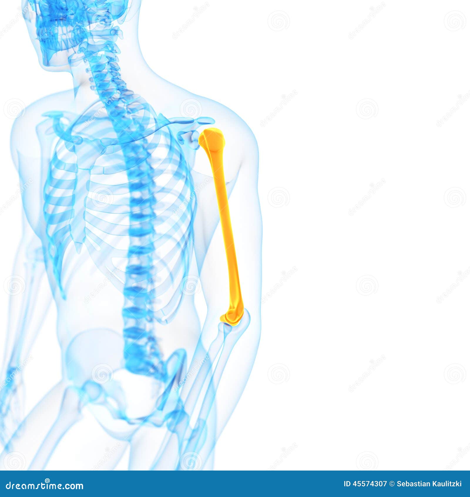 The humerus stock illustration. Illustration of physiology - 45574307