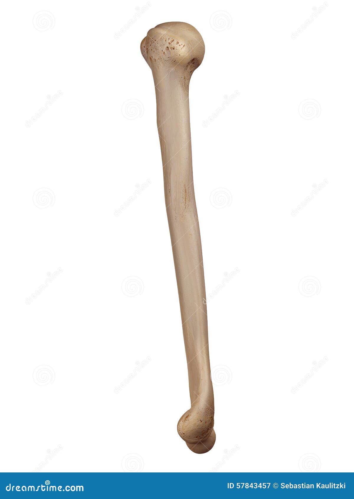 The humerus stock illustration. Illustration of rendering - 57843457