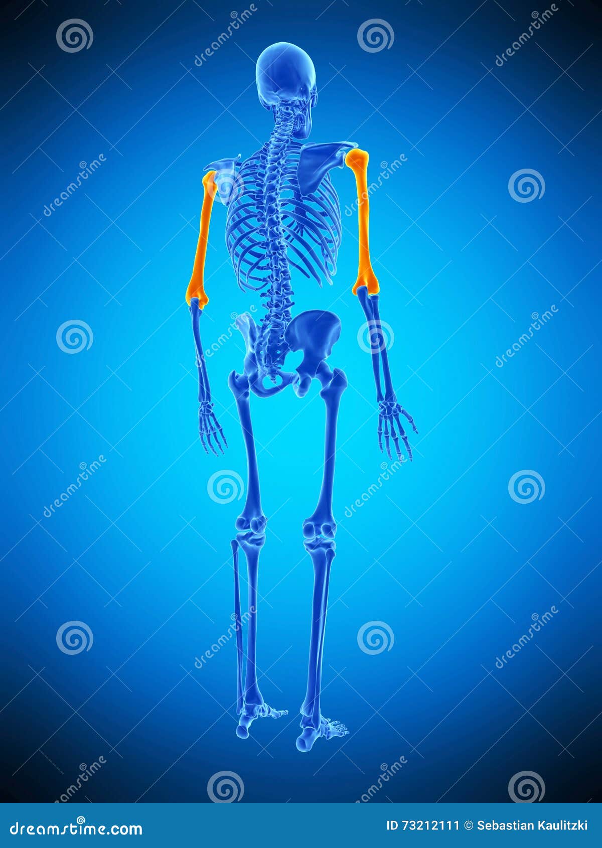 The Humerus Royalty-Free Cartoon | CartoonDealer.com #45574307