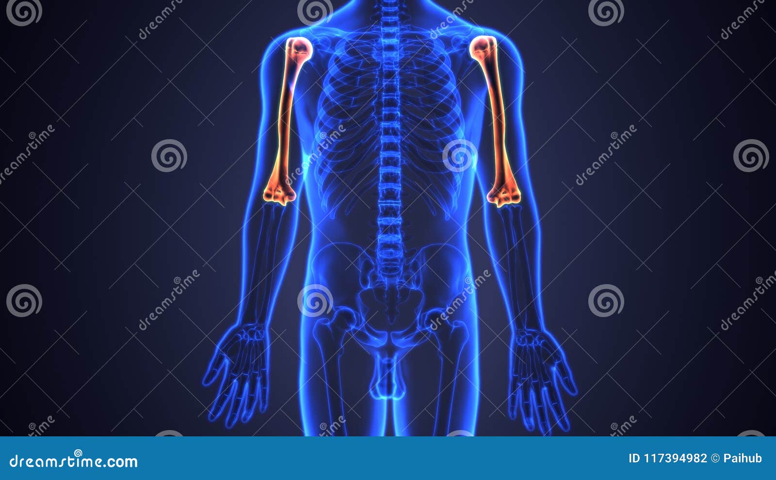 3d Illustration of Skeleton Humerus Bone Anatomy Stock Illustration ...