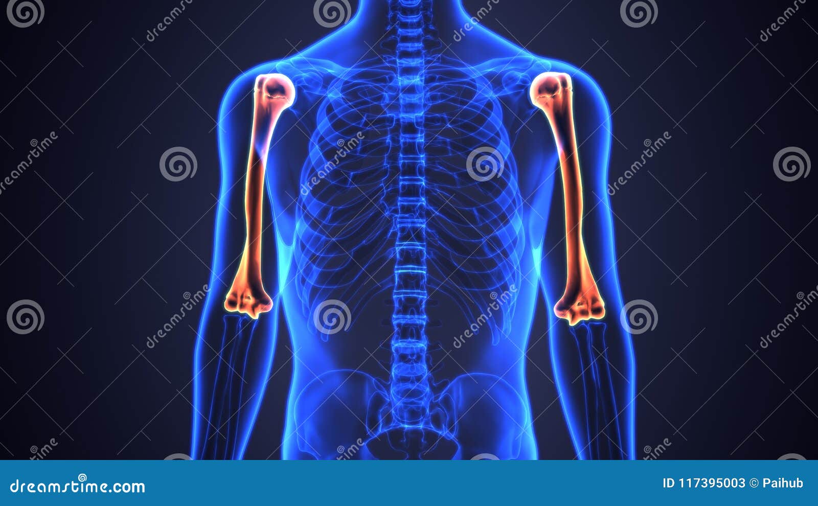 3d Illustration of Skeleton Humerus Bone Anatomy Stock Illustration ...
