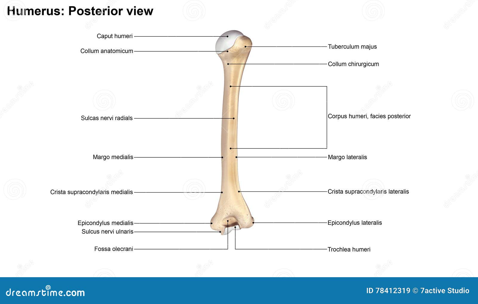 Humerusknochen stockbild. Bild von winkelstück, anatomisch - 78412319