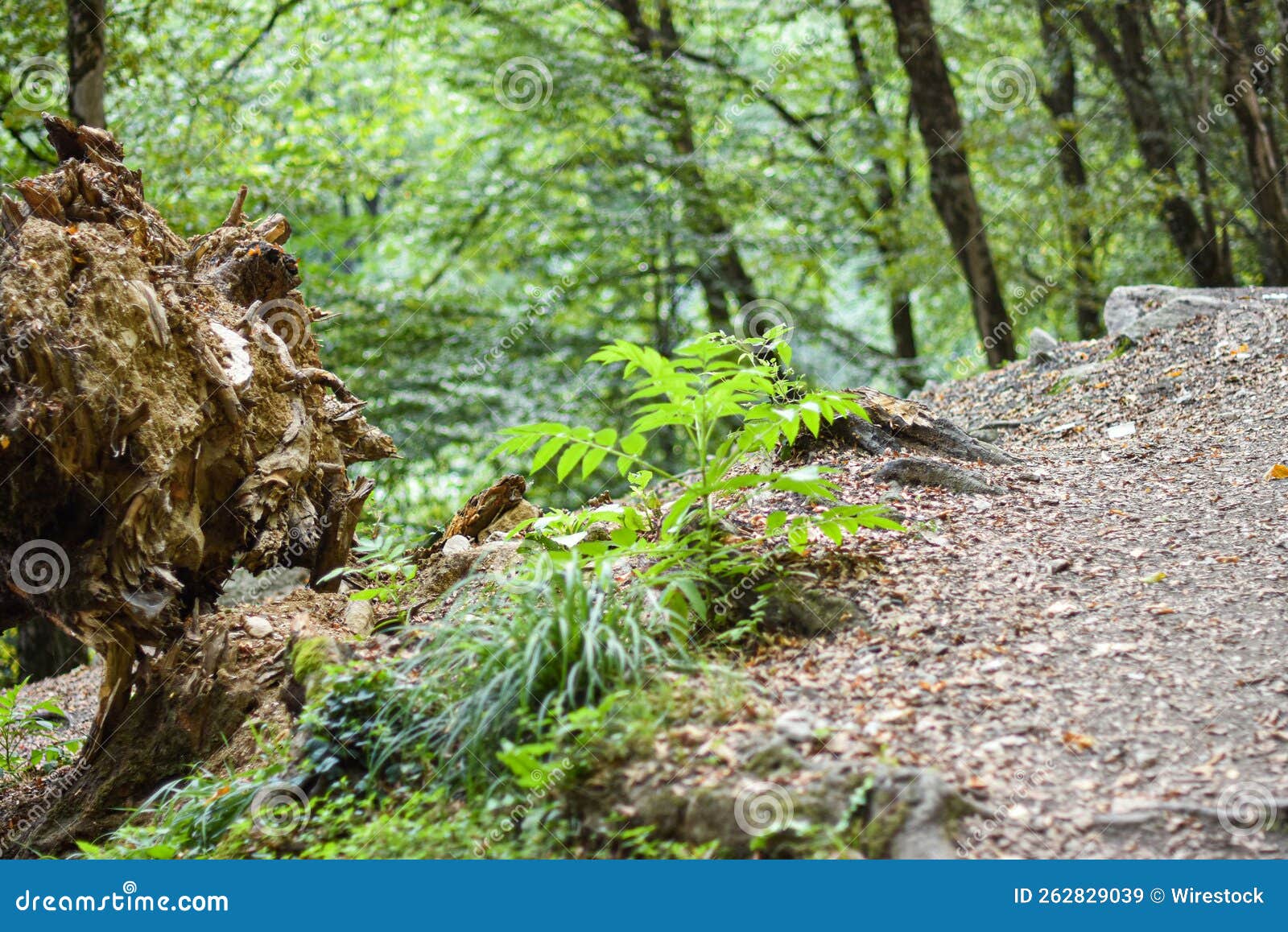 Humid Forest and Green Nature Stock Image - Image of forest, season ...