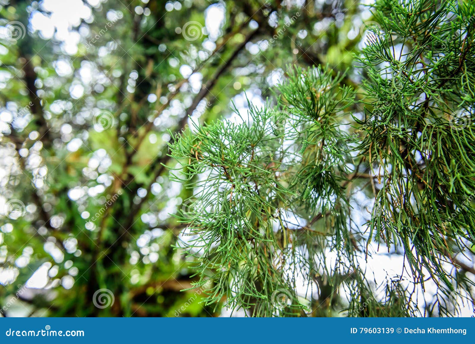 Humid plants stock image. Image of beautiful, biodiversity - 79603139