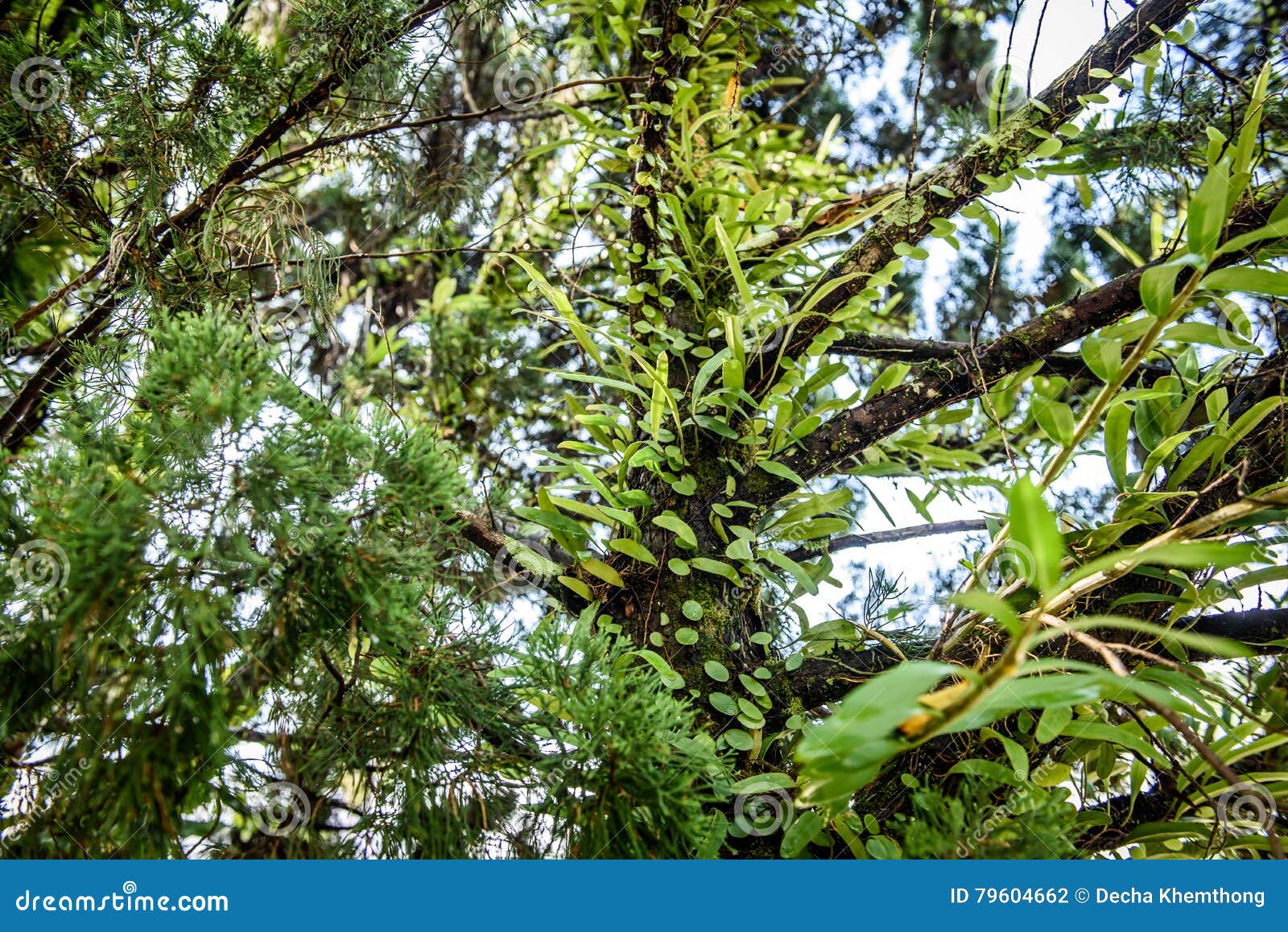 Humid plants stock photo. Image of landscape, tree, south - 79604662
