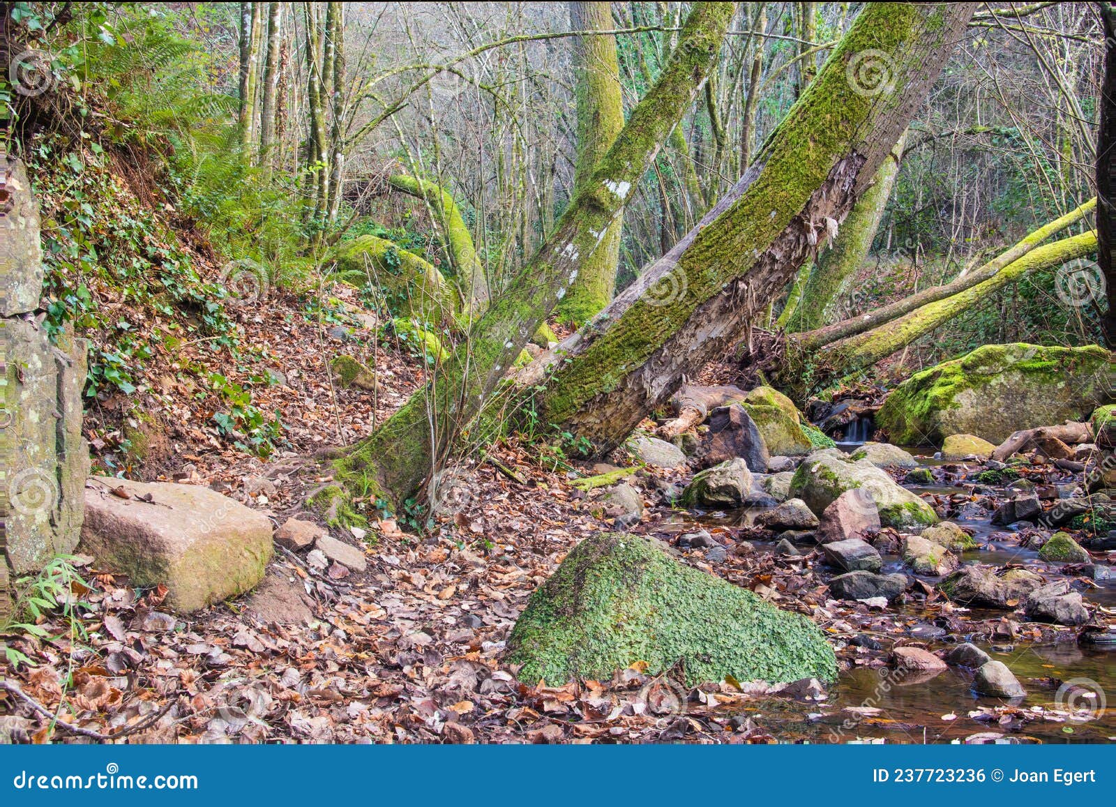 Humid Riverine European Forest Stock Photo - Image of river, trees ...