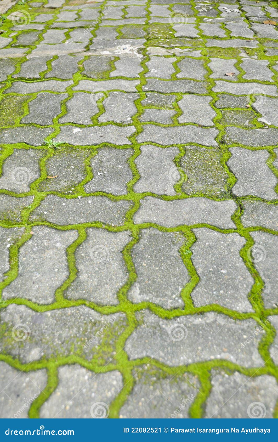 Humid walkway with moss. stock image. Image of nature - 22082521