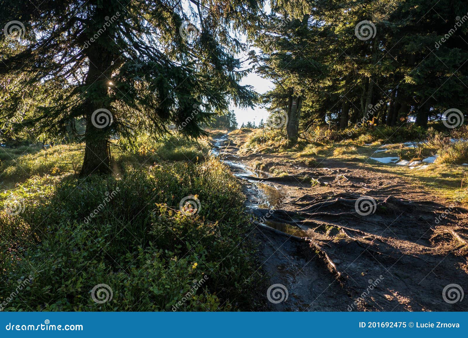 Humidity in the Forest Afrer Rain Stock Image - Image of green, cloud ...