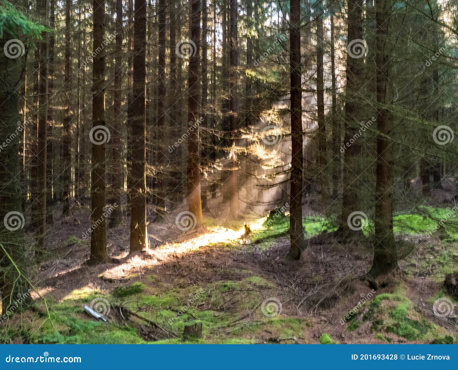 Humidity in the Forest Afrer Rain Stock Photo - Image of landmark ...
