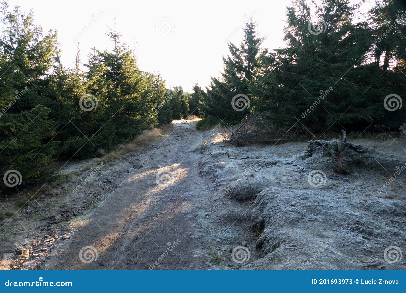 Humidity in the Forest Afrer Rain Stock Image - Image of embankment ...