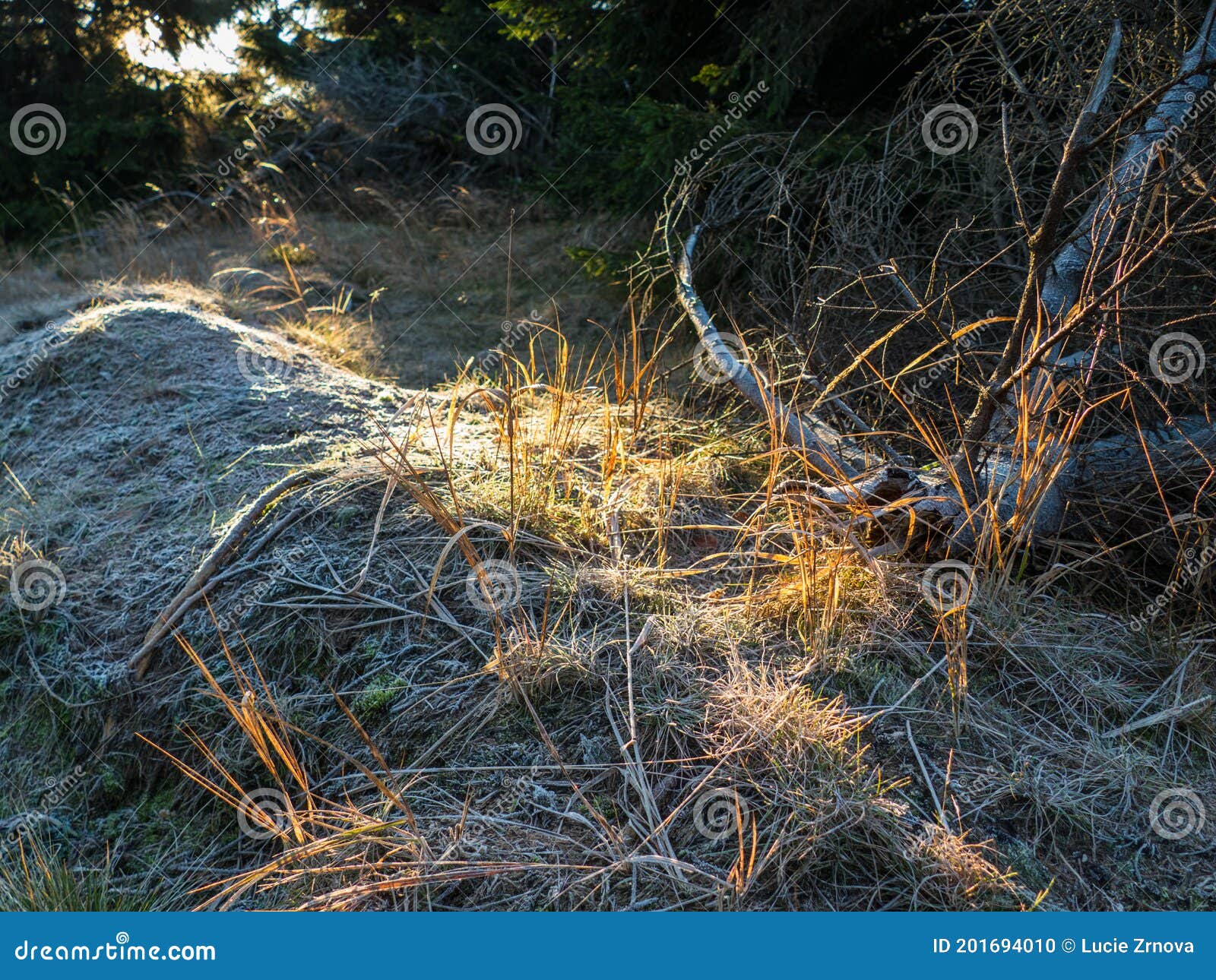 Humidity in the Forest Afrer Rain Stock Photo - Image of peace, outdoor ...