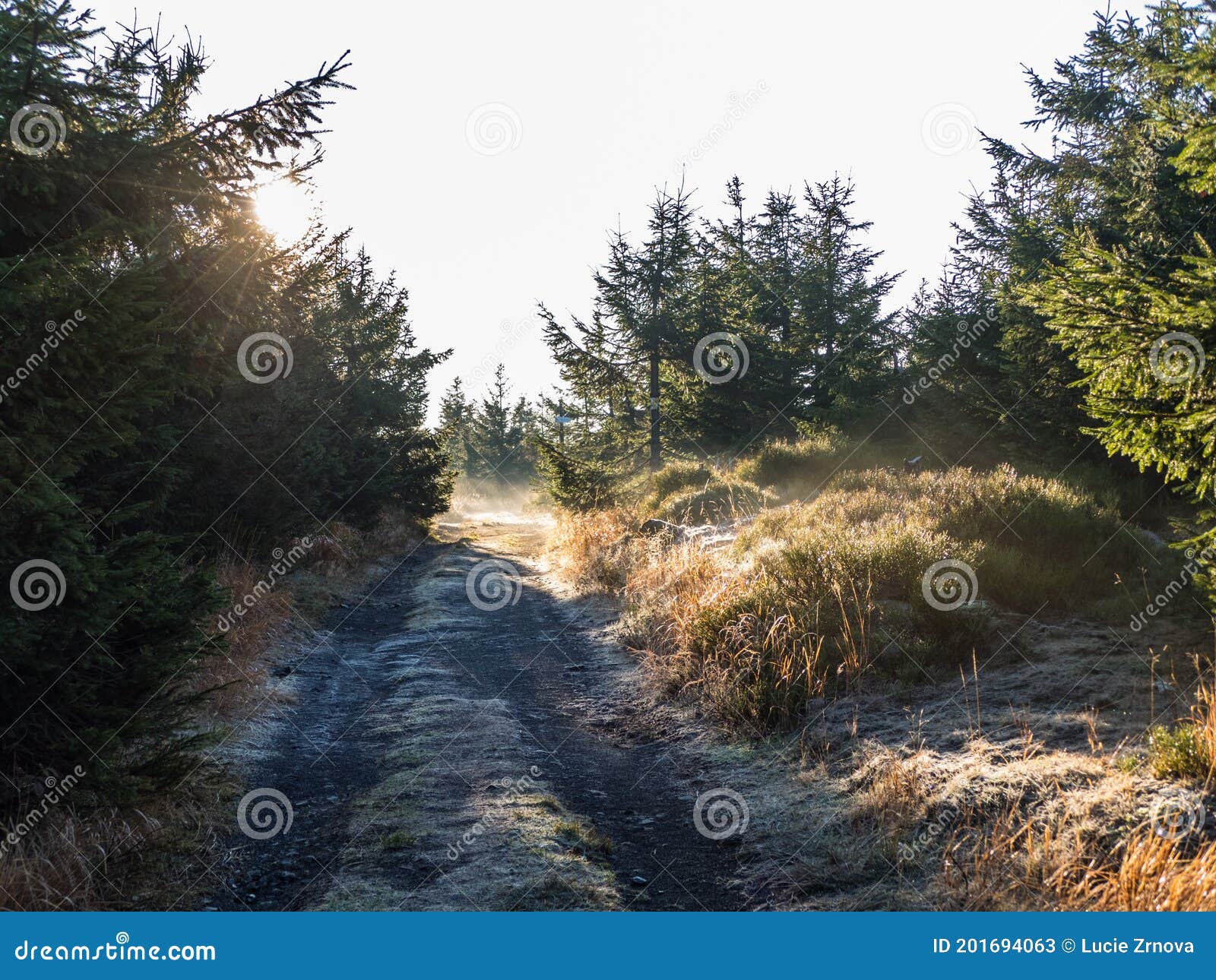 Humidity in the Forest Afrer Rain Stock Image - Image of nature, rain ...
