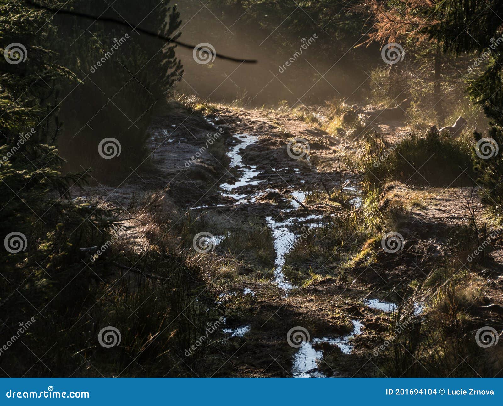 Humidity in the Forest Afrer Rain Stock Photo - Image of autumn ...