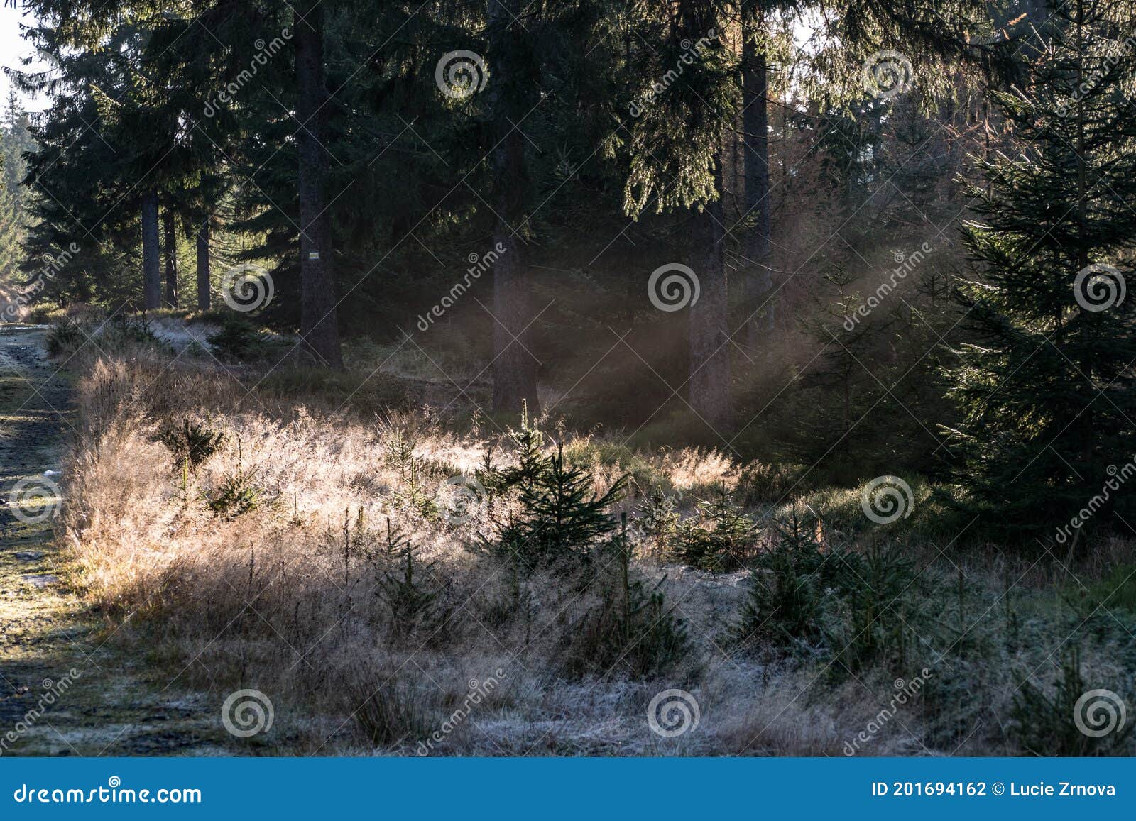 Humidity in the Forest Afrer Rain Stock Photo - Image of plant ...