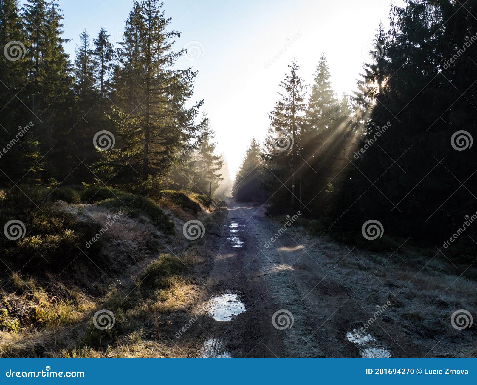 Humidity in the Forest Afrer Rain Stock Photo - Image of green ...