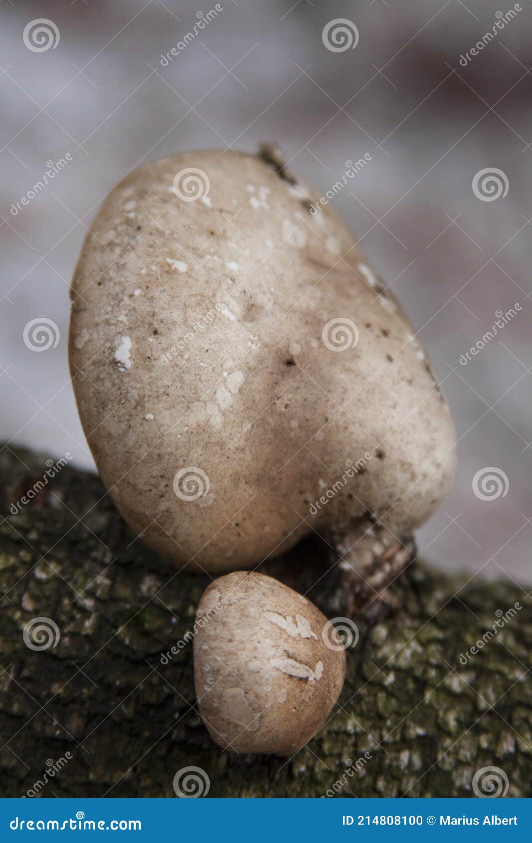 Humidity in the forest stock photo. Image of look, types - 214808100