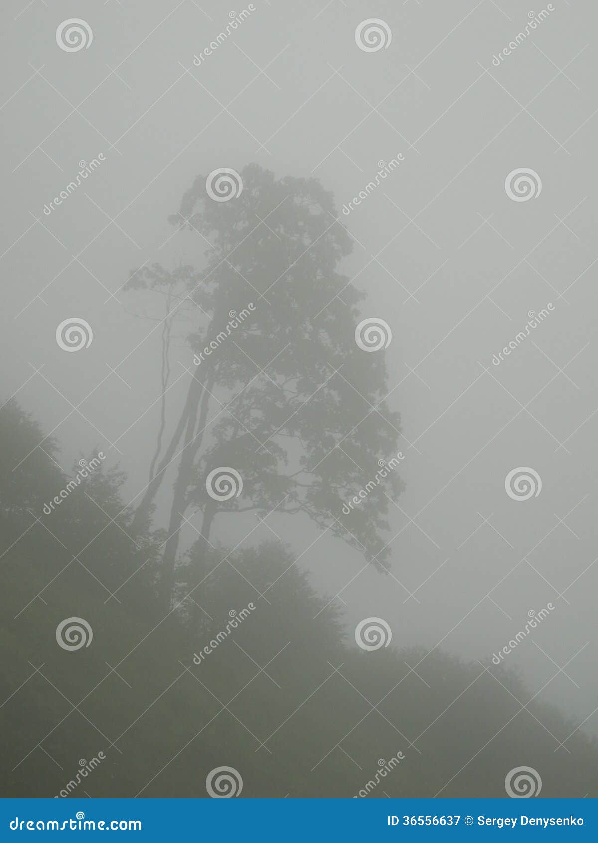 Humidity stock image. Image of branch, forest, distance - 36556637