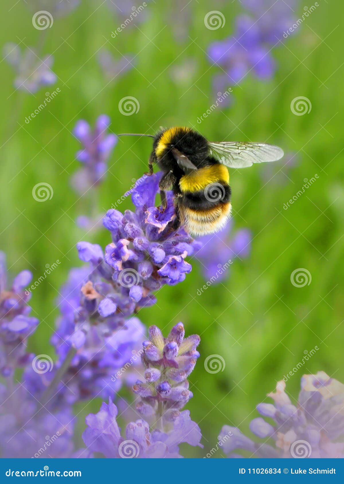 Humla arkivfoto. Bild av pollinera, pollinering, strömmar - 11026834