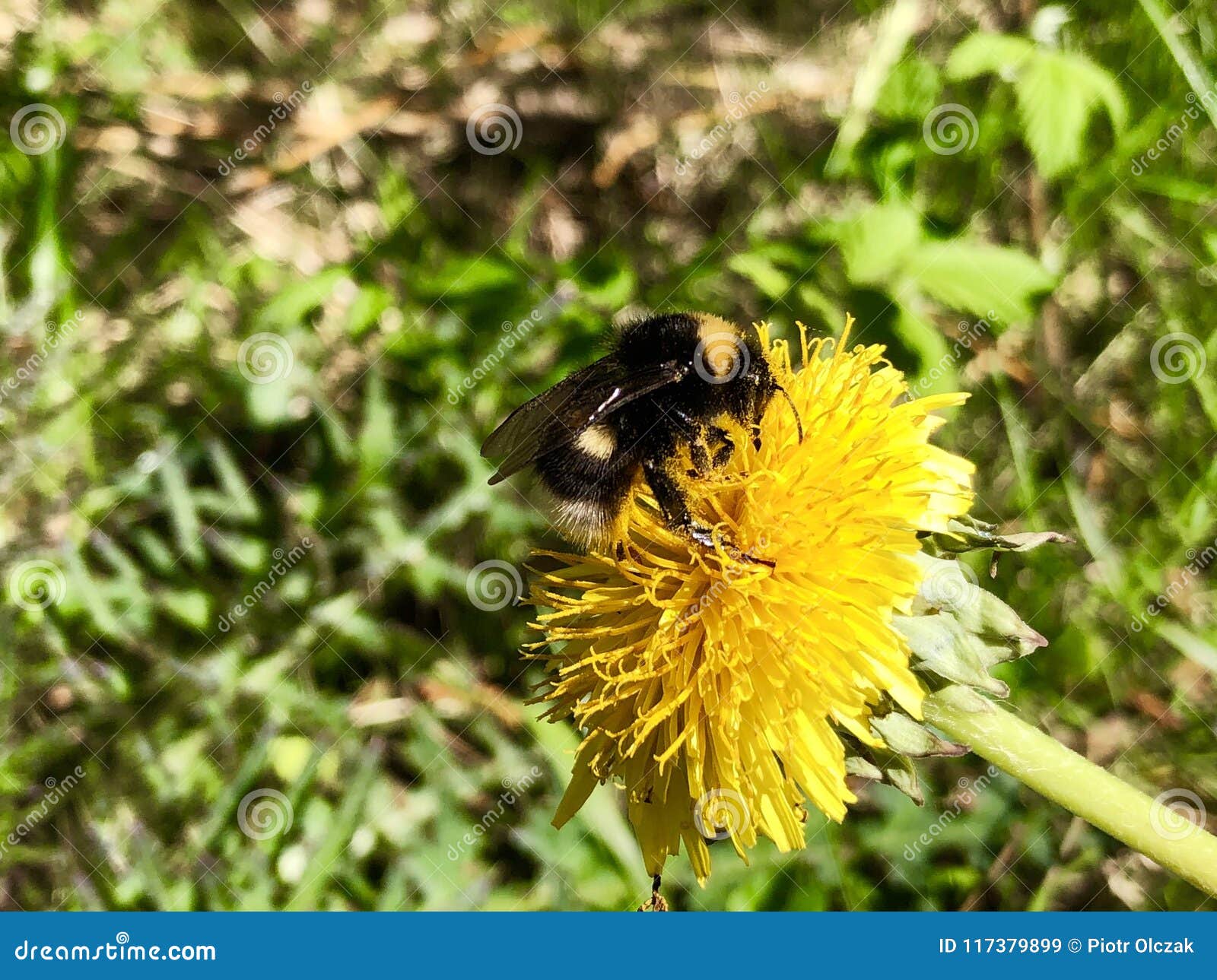 Humla fotografering för bildbyråer. Bild av stänga, natur - 117379899