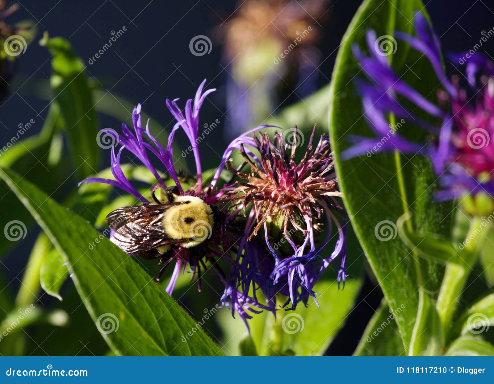 Humla arkivfoto. Bild av humla, purpurt, blomma, fuska - 118117210
