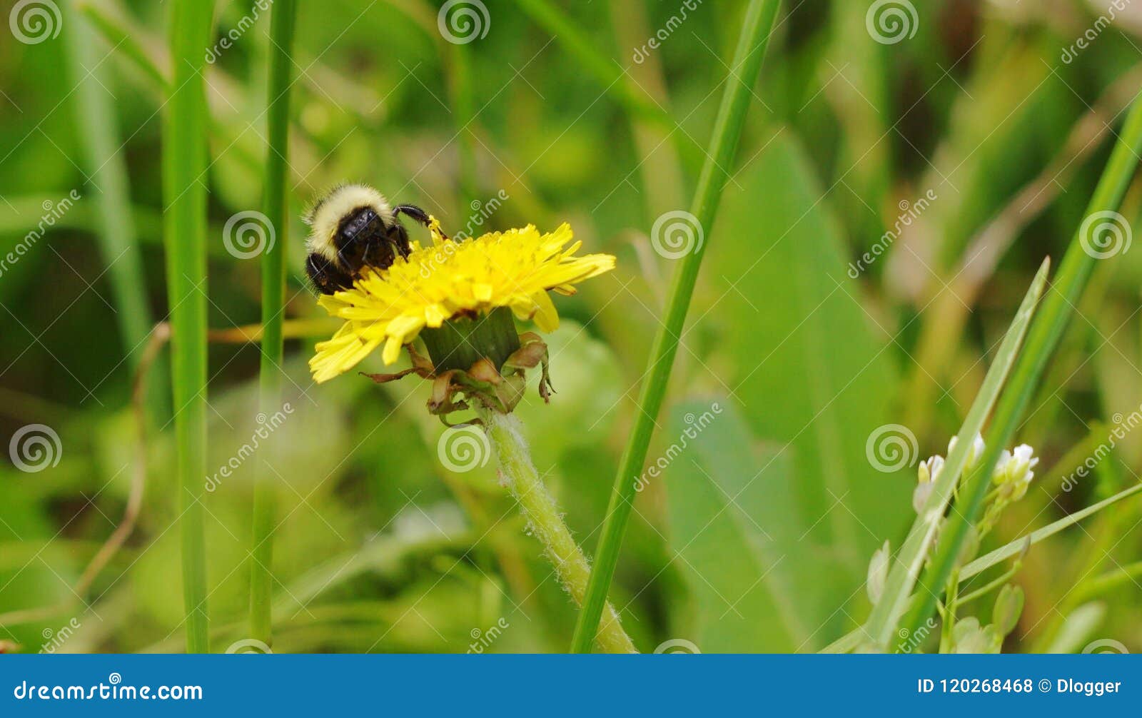 Humla arkivfoto. Bild av grön, humla, kryp, blomma, pollinera - 120268468