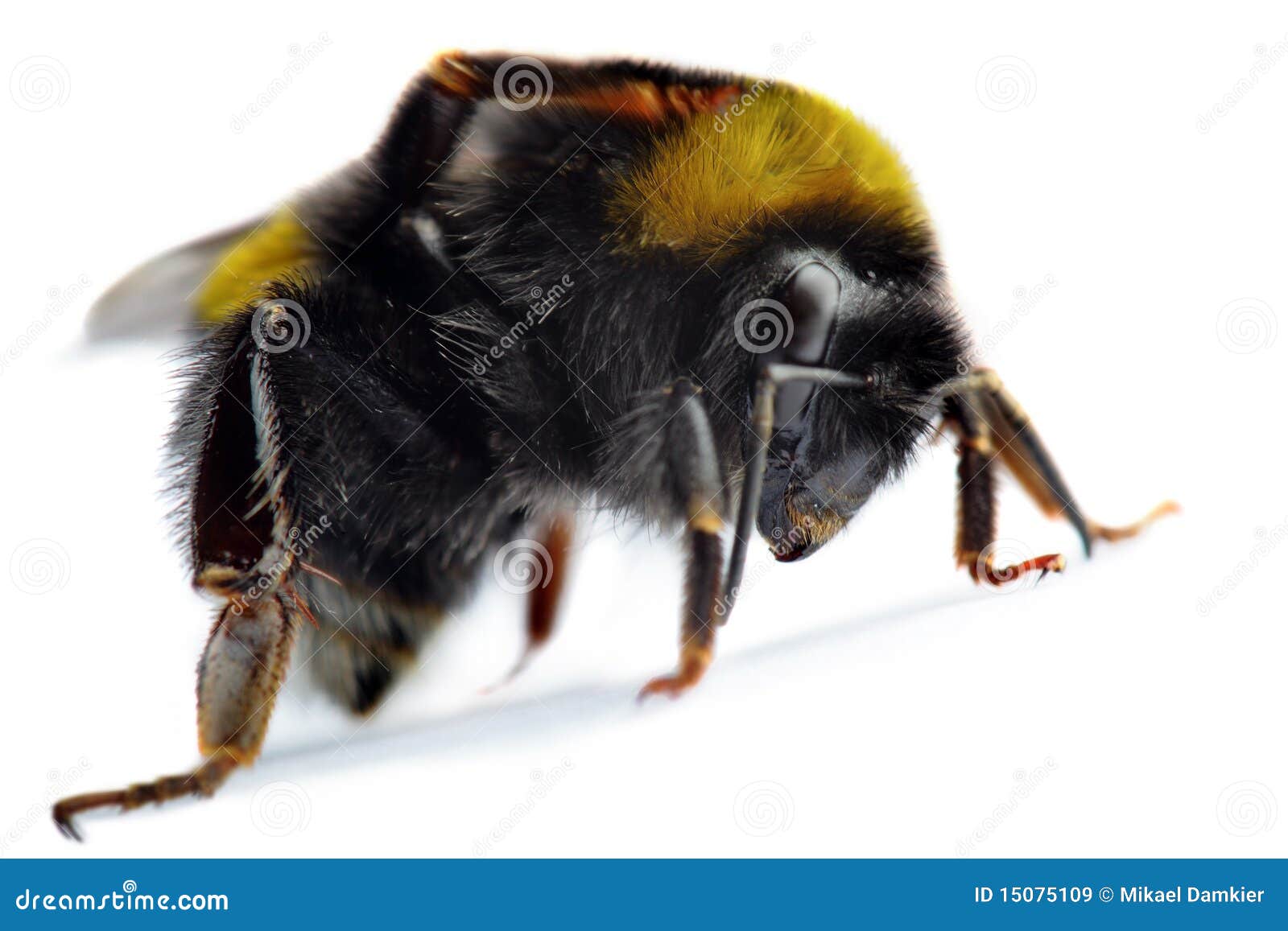 Humla fotografering för bildbyråer. Bild av isolerat - 15075109