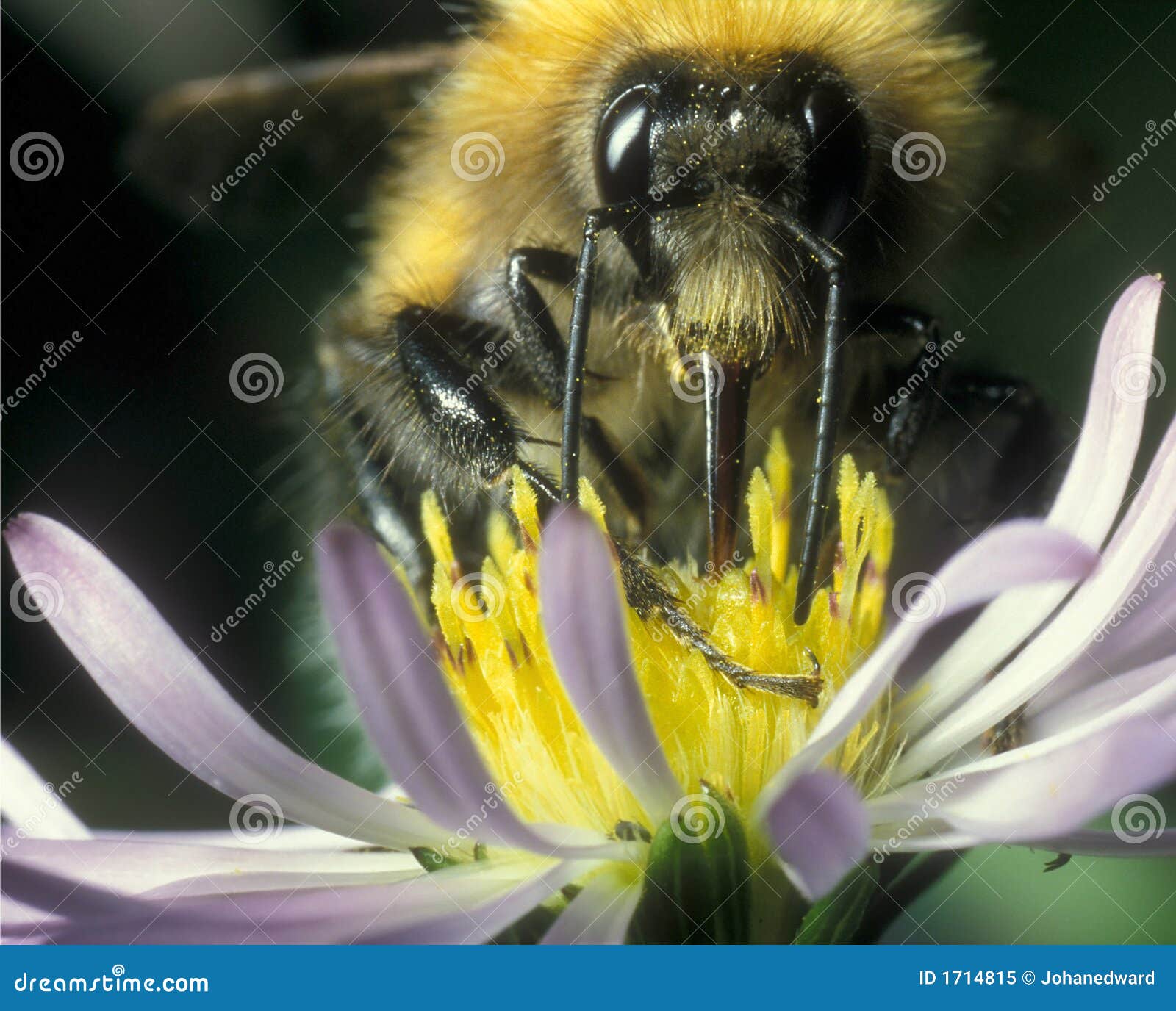 Humla fotografering för bildbyråer. Bild av sommar, pollinerare - 1714815