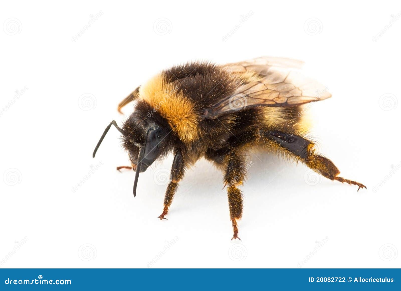 Humla arkivfoto. Bild av randigt, stänga, sitt, angus - 20082722