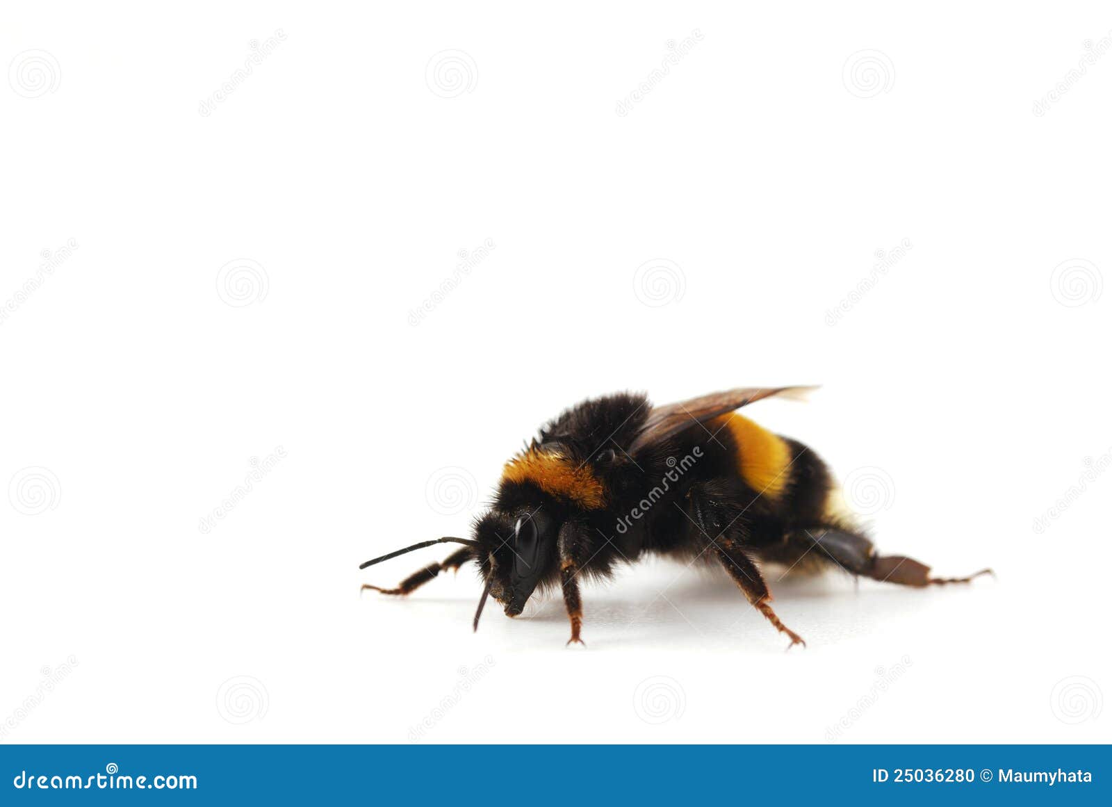 Humla arkivfoto. Bild av close, hårigt, makro, naturligt - 25036280