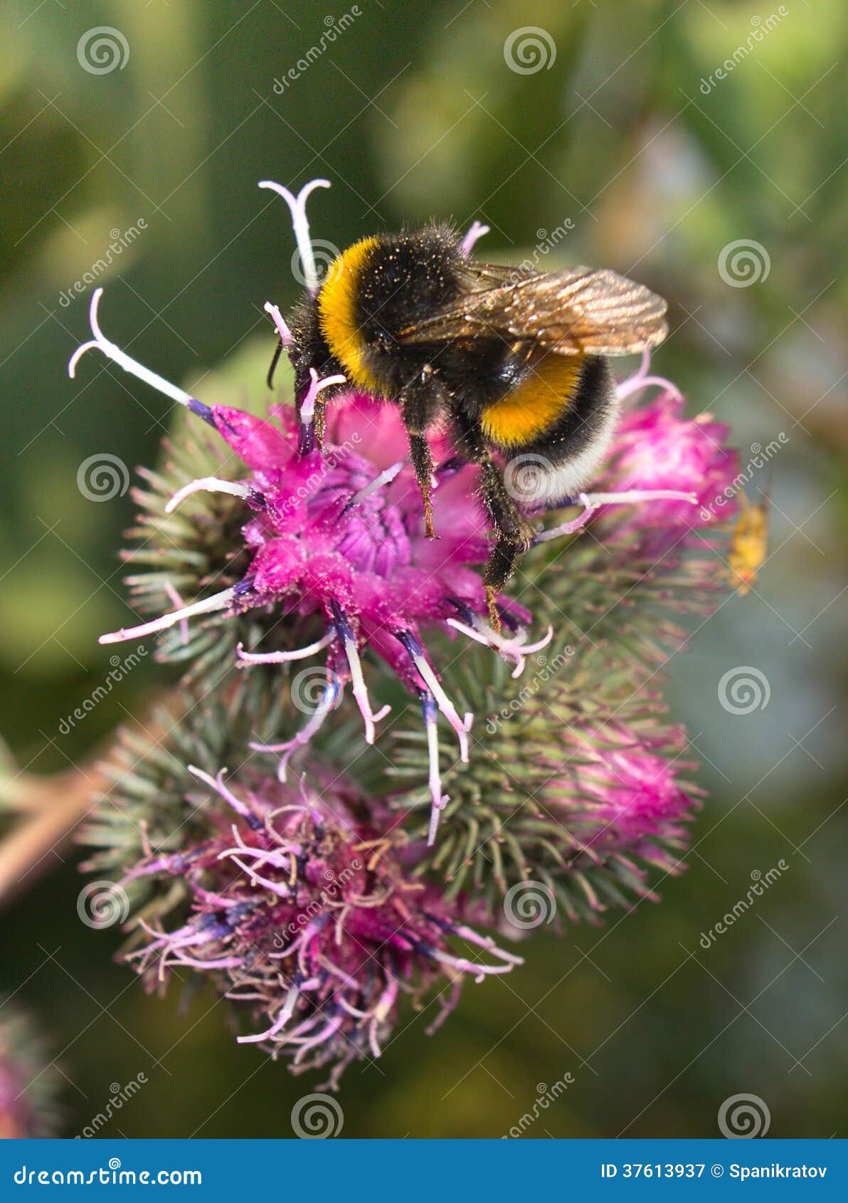 Humla fotografering för bildbyråer. Bild av juli, nektar - 37613937