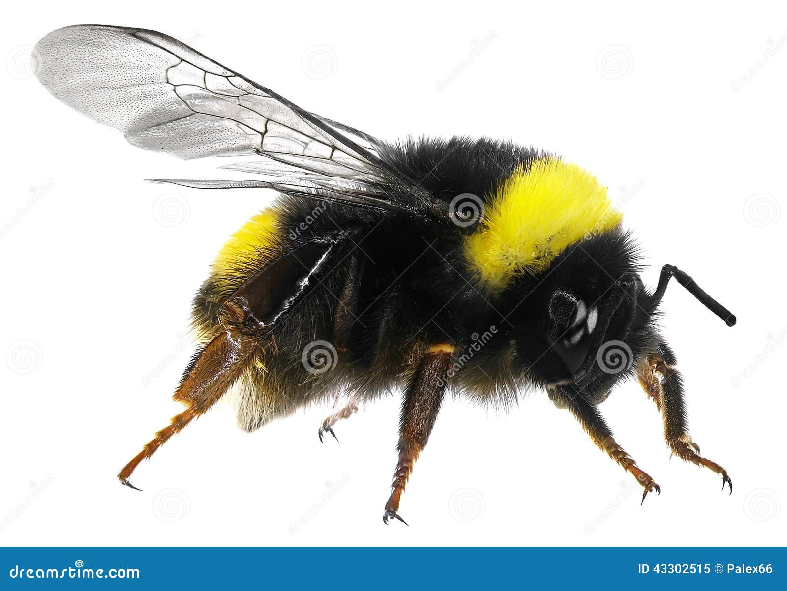 Humla fotografering för bildbyråer. Bild av natur, buffoon - 43302515